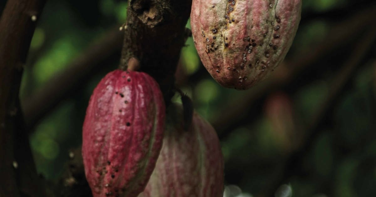 Cocoa Futures Technical Charts & Analysis - Sucden Financial > Soft ...